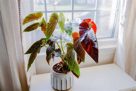 How To Care For Spotted Begonia Maculata Indoors Geeky Greenhouse