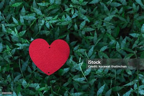 녹색 나뭇잎 배경에 사랑과 우정을 상징하는 빨간 하트 기호가 배치되어 있습니다 하트 모양의 상징 배경은 사랑한다는 것을 의미하며 하트 모양은 서로에 대한 우정의 상징이기도