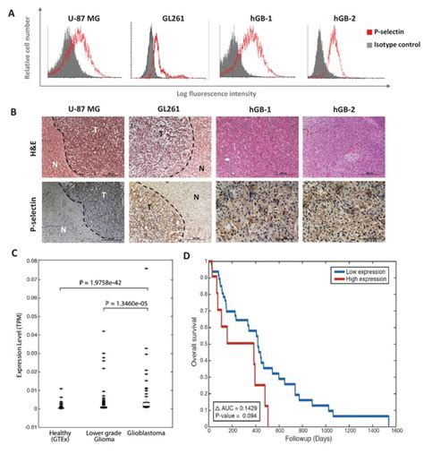 Co Targeting The Tumor Endothelium And P Selectin Expressing