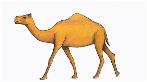 How To Draw Camel Step By Step Artofit
