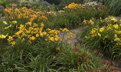 Yellow Daylily Flower Beds