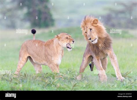 Lioness Fighting Lion