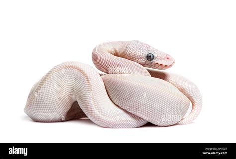 Blue Eyed Leucistic Python Regius Isolated On White Stock Photo Alamy