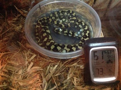 My New Addition Striped Bredli Python