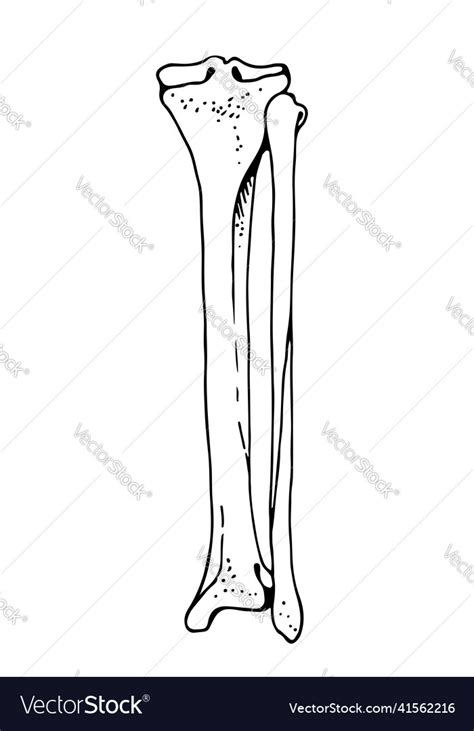 Human Tibia Fibula