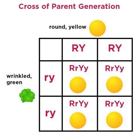 B Ii Use Of Phenotypic Ratios To Identify Linkage Autosomal Linkage Flashcards Quizlet