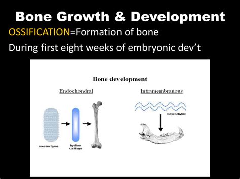 Osteon Haversion System Functional Unit Of Bone Ppt Download