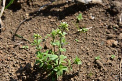 オランダミミナグサ 四季折々の草花 ふるさと種子島