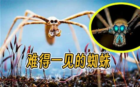 这10种蜘蛛你可能一辈子没有见过 奇奇怪怪研究所i 奇奇怪怪研究所i 哔哩哔哩视频