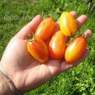 Blush (Блаш, Румянец) - фото, описание сорта, характеристики сорта томата