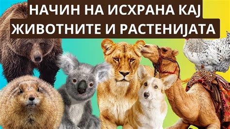Начин на исхрана кај растенијата и животните Природни науки 4 то одделение учебник Youtube
