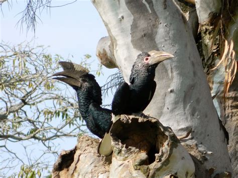 Earth On The Wing Babe You Re Lookin Fine Sexual Dimorphism In Birds