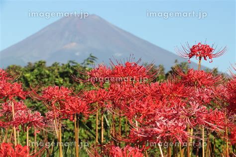 彼岸花と富士山の写真素材 200069156 イメージマート