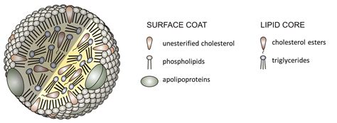 Lipid Transport Storage And Utilization Nutrition Science And Everyday Application V 1 0
