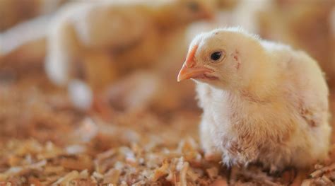 Mewaspadai Ancaman Penyakit Necrotic Enteritis Ne Pada Unggas Agropustaka