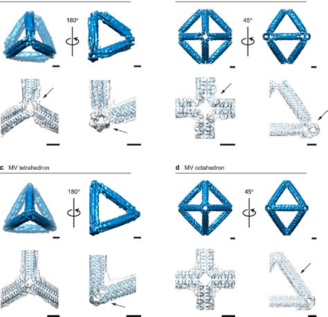 Figure 1 From Automated Sequence Design Of 3d Polyhedral Wireframe Dna