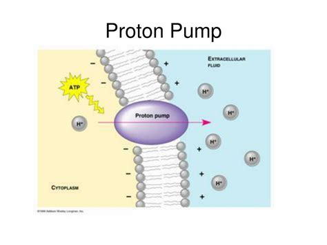 Ppt Cell Membrane And Transport Across The Cell Powerpoint Presentation Id 2973426