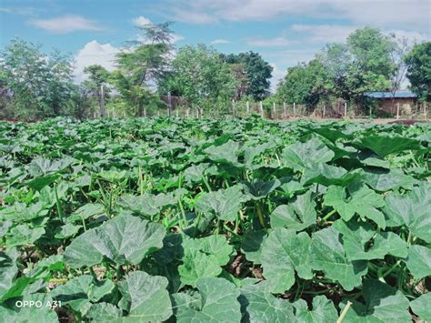 နတ်မောက်မြို့၌ တစ်နိုင်တစ်ပိုင် ဖရုံစိုက်ပျိုးခြင်းဖြင့် မိသားစု ပုံမှန်ဝင်ငွေ ရရှိ