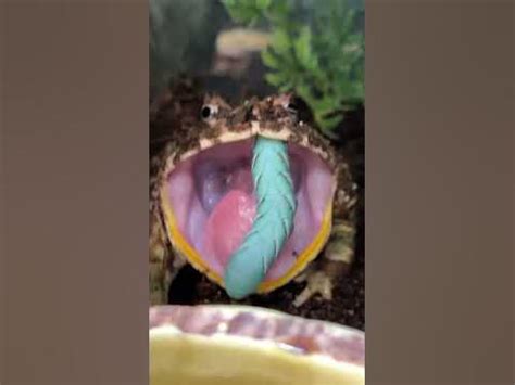 Giant Bite Pacman Frog Feeding Video Ceratophrys Cranwelli Shorts