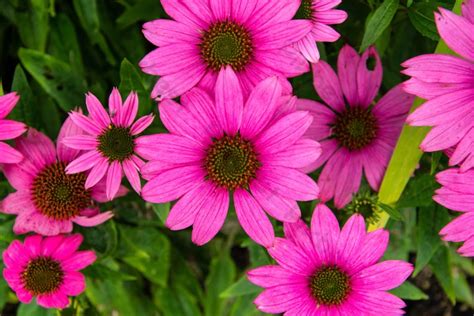 Plant Petal Echinacea Flower Photography Illustration Psd Free