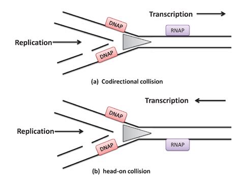Schematic Representation Of Collision Between Replication Fork And Tec
