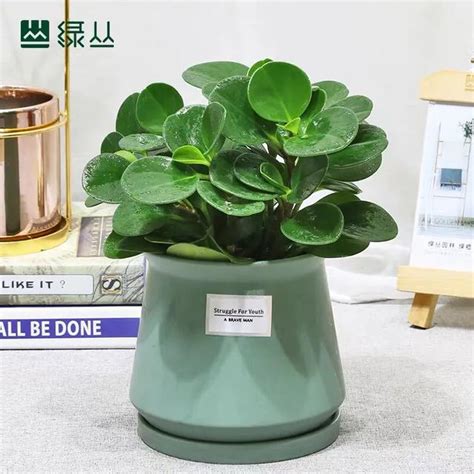 电脑宝贝植物电脑宝贝怎么扦插 大百科