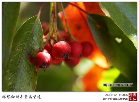 蔷薇科苹果 蔷薇科 蔷薇科花 第6页 大山谷图库