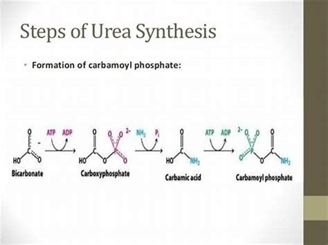 Urea Synthesis Killerwebapp Inovasi Dan Solusi Di Dunia Teknik Kimia