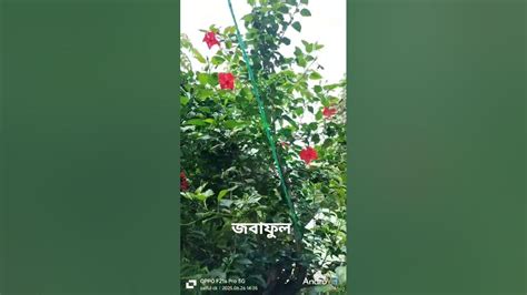 জবাফুলের সৌন্দর্য দেখলে মনে হয় সৃষ্টিকর্তা কত কিছু দিয়ে আমাদের জীবনকে রাঙিয়ে দিয়েছে।