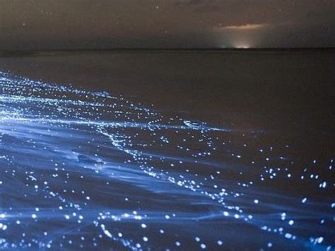 Die besten 25+ Meeresleuchten Ideen auf Pinterest | Cayman islands ...