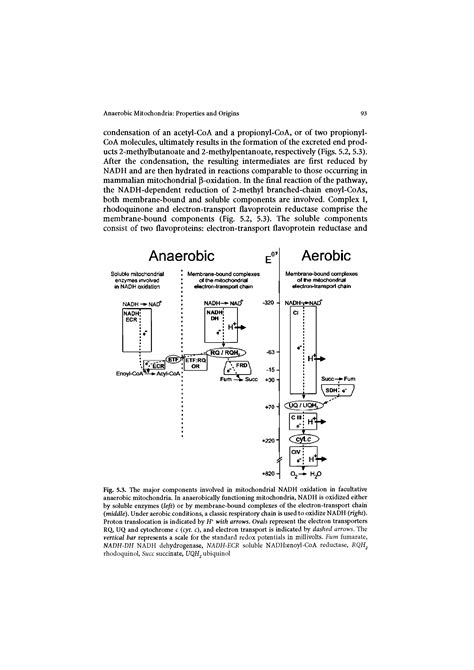 Redox Potential Mitochondrial Components Big Chemical Encyclopedia