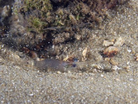 スネナガエビ 西表島の河川