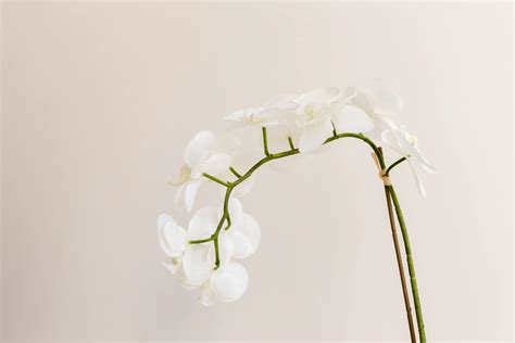 고요한 꽃 꽃 사진 꽃꽂이 꽃무늬 꽃이 피는 꽃잎 나방 난초 난초 난초 애호가 난초과 단일 꽃 매우 복잡한