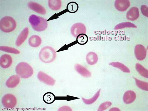 Cellule Cible Définition Et Explications