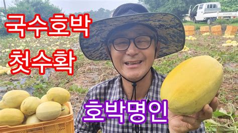 국수호박 첫수확~대박호박수확시기농부는 씨뿌리고 가꾸어서 거두어 드릴때가 제일 행복합니다참샘골호박농원 Youtube