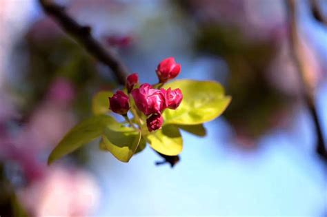 交大的海棠花开了！比花更动人的是这段故事…… 搜狐大视野 搜狐新闻