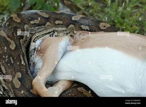 Boa Constrictor Eating Antelope