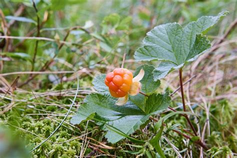 Premium Photo Wild Marsh Berry Cloudberry Ripened In Forest Swamp In