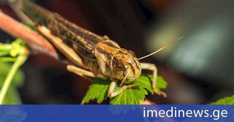 სურსათის ეროვნული სააგენტო კალიებთან დაკავშირებით პანიკის საფუძველი არ არსებობს Imedinews