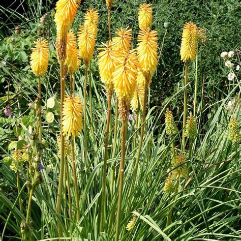 Kniphofia Planter Et Cultiver Pagesjaunes