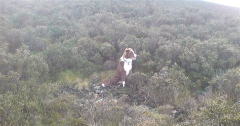 Wreck Site Uk Halifax Jd417 Yr Eifl