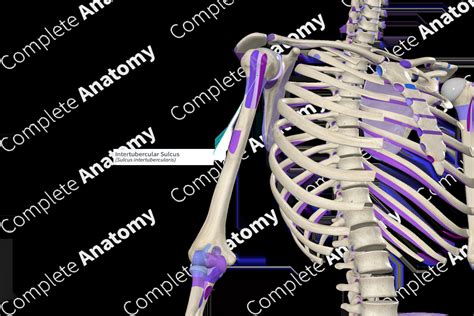 Intertubercular Sulcus Complete Anatomy
