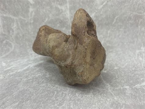 Cave Bear Calcaneus
