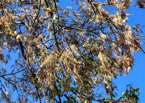 Hackberry Trees Dying Or Under Attack Tree Shepherds