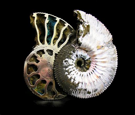 Russian Iron Pyrite Ammonite Mineralization Occurring During The Fossilization Process Fully