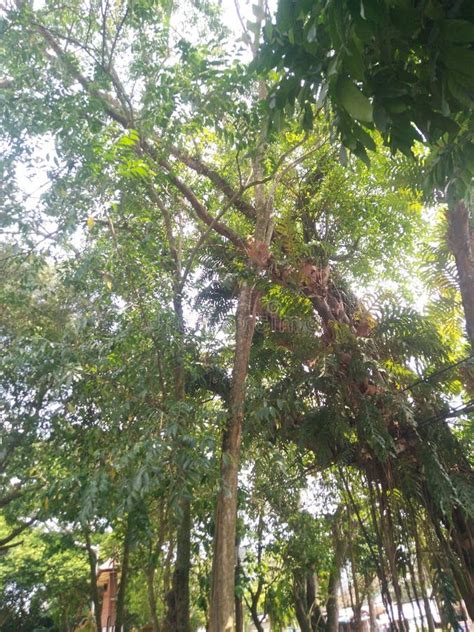 Tree Jungle Stock Image Image Of Tropical Earth Jungle 279086831