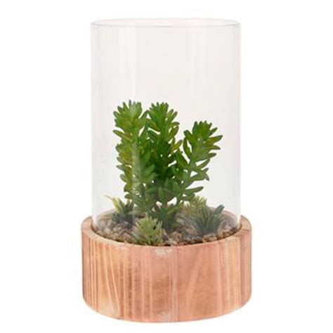 Cúpula De Cristal Con Planta 14 X 23 Cm Comprar Online