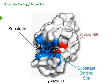 Enzymes And Enzyme Kinetics I Ppt Download