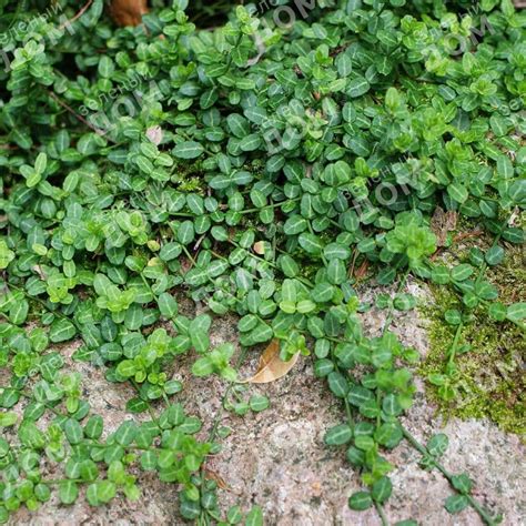 Трава с круглыми листьями в огороде 60 фото