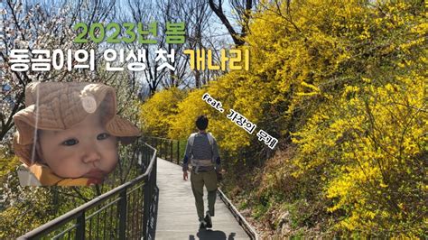 D 252 동곰이의 인생 첫 개나리 달맞이봉공원 개나리 봄 꽃 벚꽃 달맞이봉공원 응봉산개나리 개나리축제 서울개나리볼만한곳 Youtube